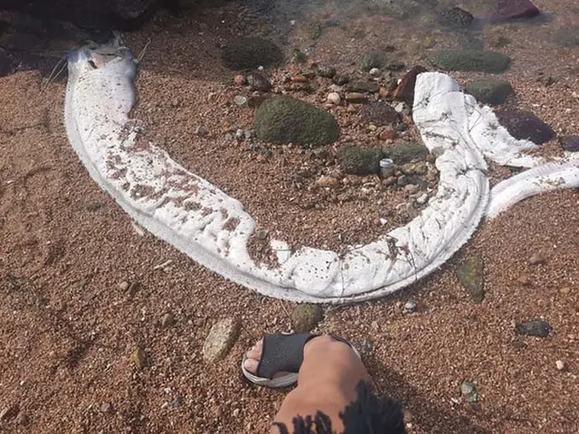 This fish has a magical name-earthquake fish, its appearance heralds ...